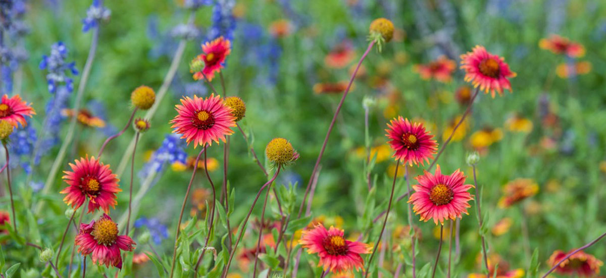 Home > Balcombe Community Website